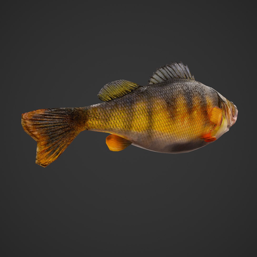 3D Perch Scaled Model - TurboSquid 1605103