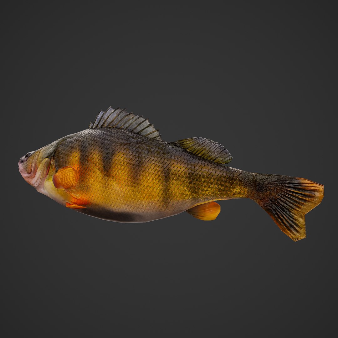 3D Perch Scaled Model - TurboSquid 1605103