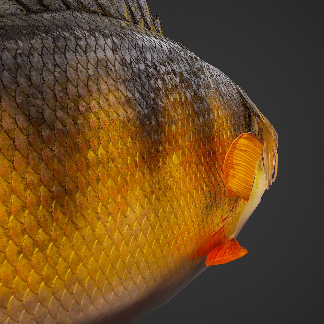 3D Perch Scaled Model - TurboSquid 1605103