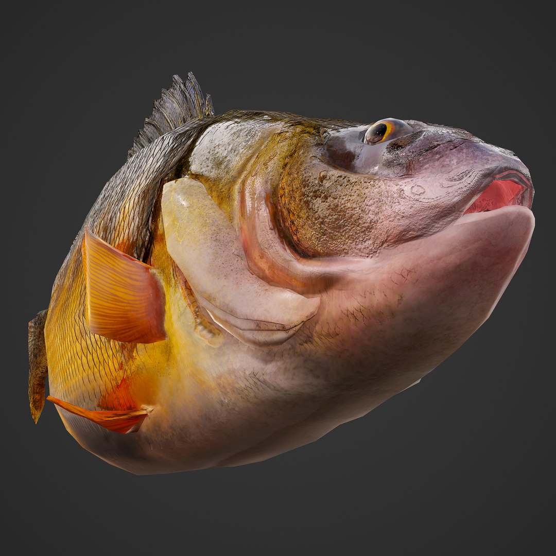3D Perch Scaled Model - TurboSquid 1605103