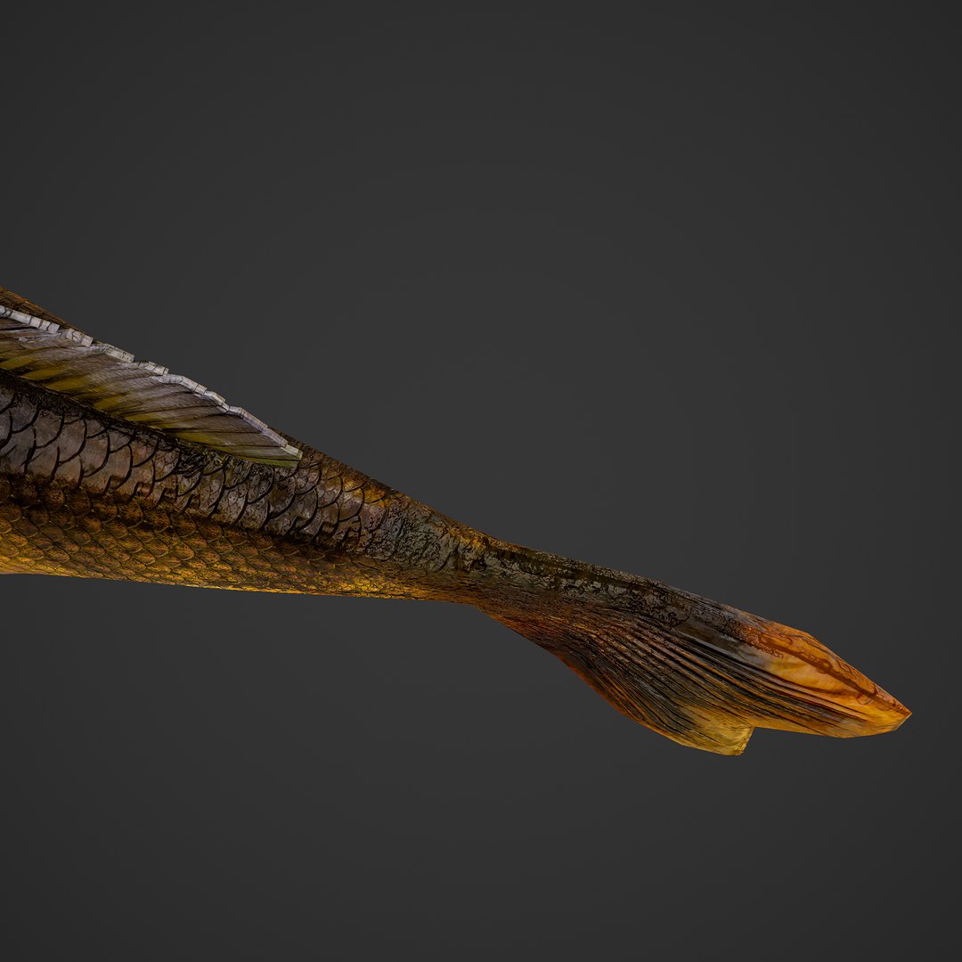 3D Perch Scaled Model - TurboSquid 1605103