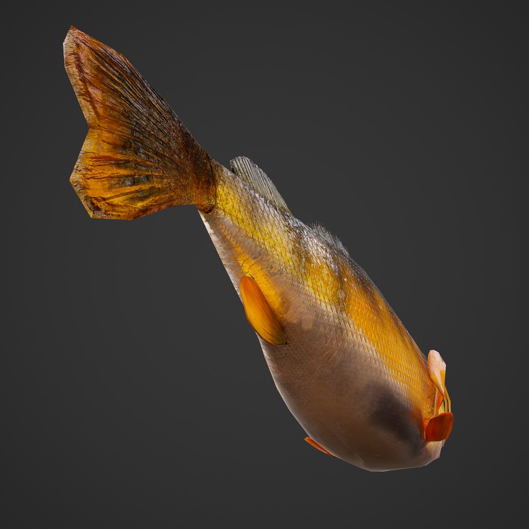 3D Perch Scaled Model - TurboSquid 1605103
