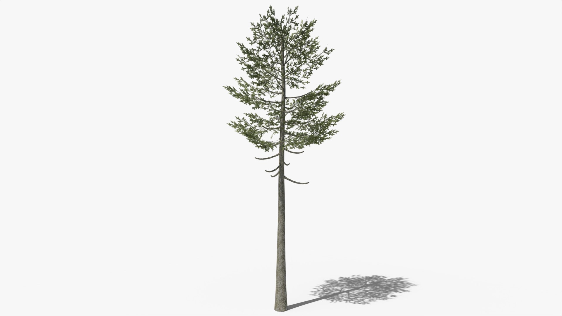 3D Pine V7 - TurboSquid 2145070