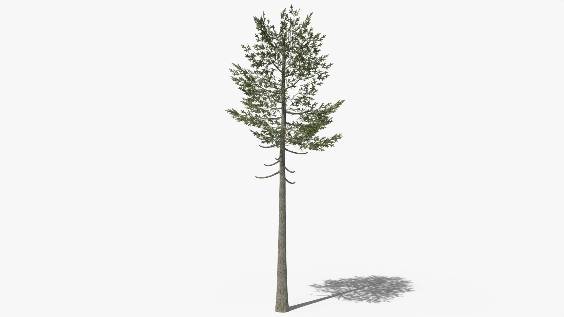 3D Pine V7 - TurboSquid 2145070