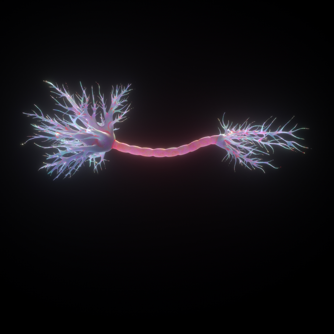 3D Neuron Human Anatomy - TurboSquid 1387457