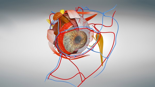 Eye Anatomy 3D model - TurboSquid 1864146