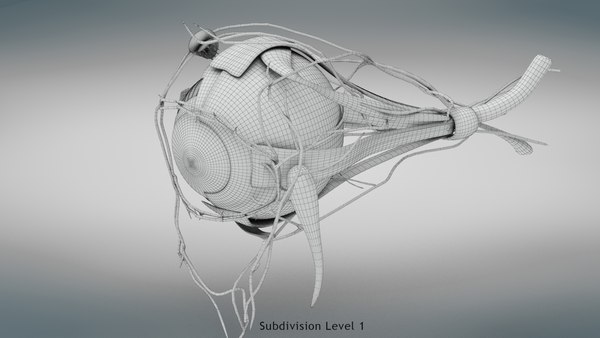 Eye Anatomy 3D model - TurboSquid 1864146