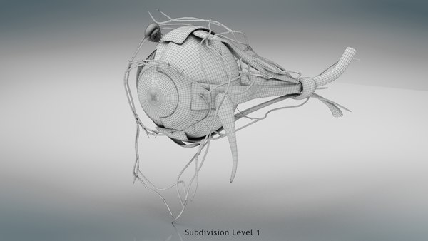 Eye Anatomy 3D model - TurboSquid 1864146