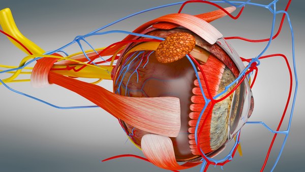 Eye Anatomy 3D model - TurboSquid 1864146