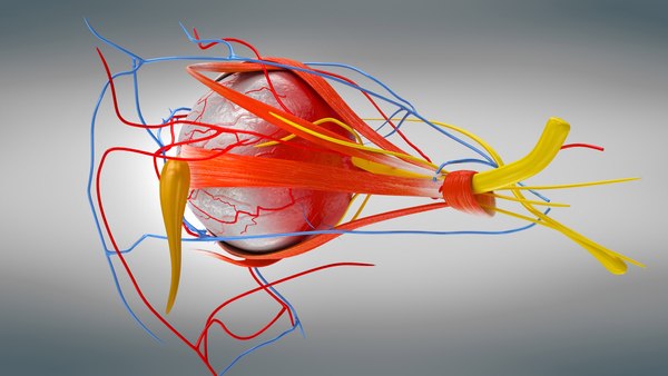 Eye Anatomy 3D model - TurboSquid 1864146