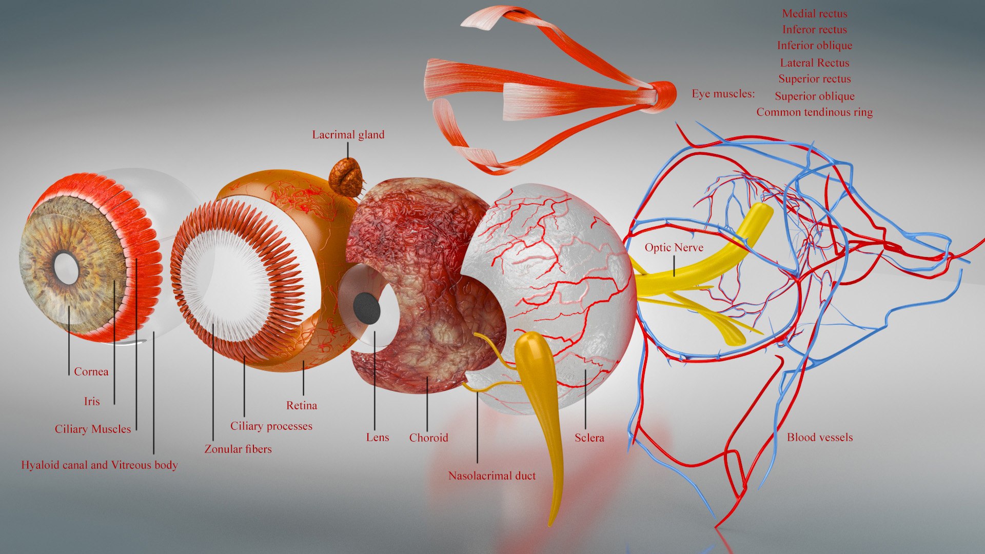 Eye Anatomy 3D Model - TurboSquid 1864146