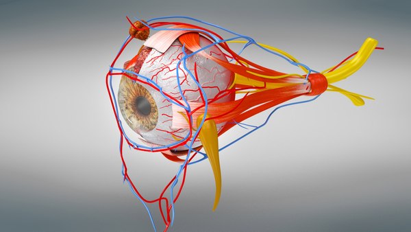 Eye Anatomy 3D model - TurboSquid 1864146