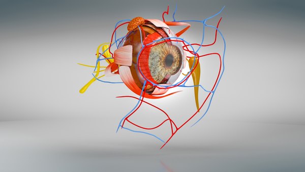 Eye Anatomy 3D model - TurboSquid 1864146