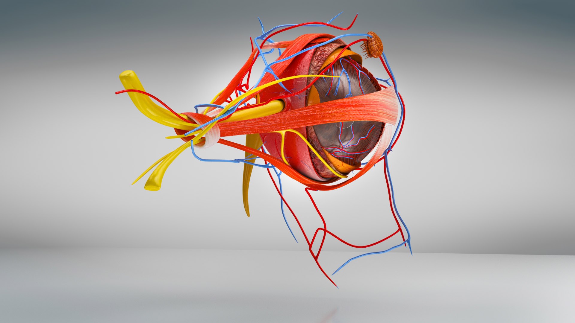 Eye Anatomy 3D Model - TurboSquid 1864146