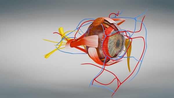 Eye Anatomy 3D model - TurboSquid 1864146
