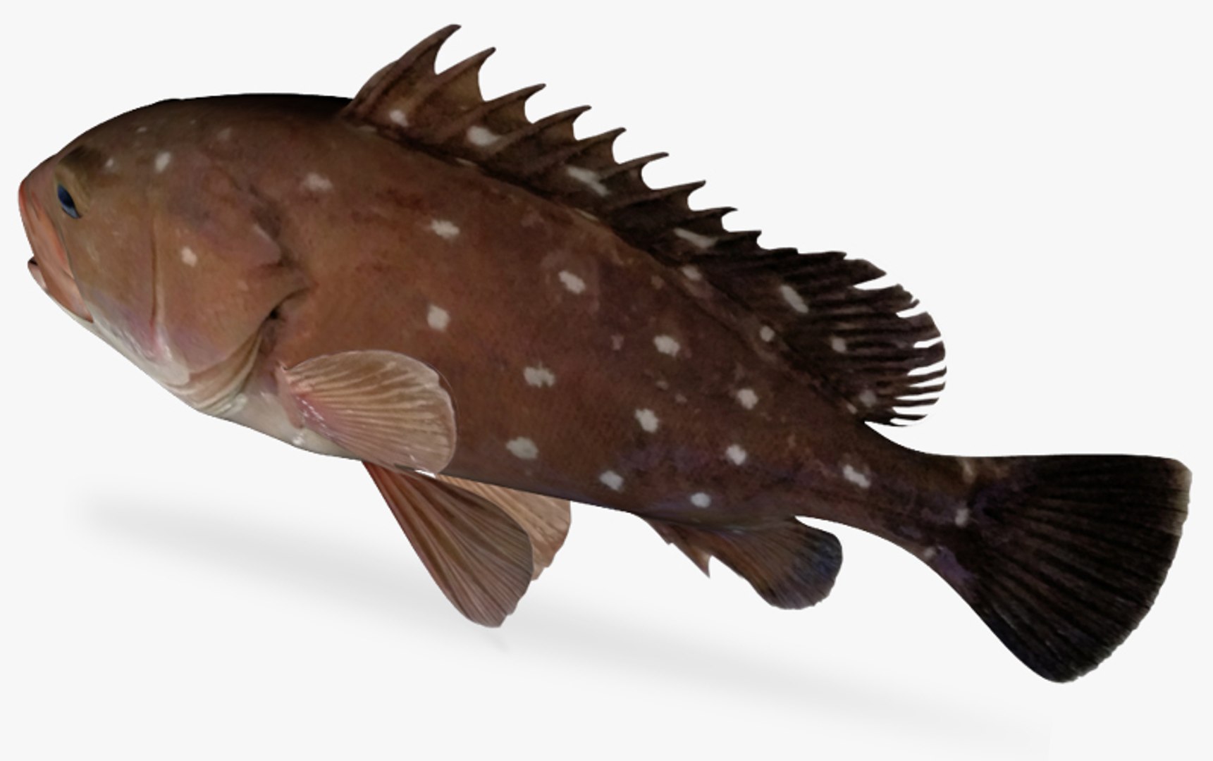 Ma Star Studded Grouper