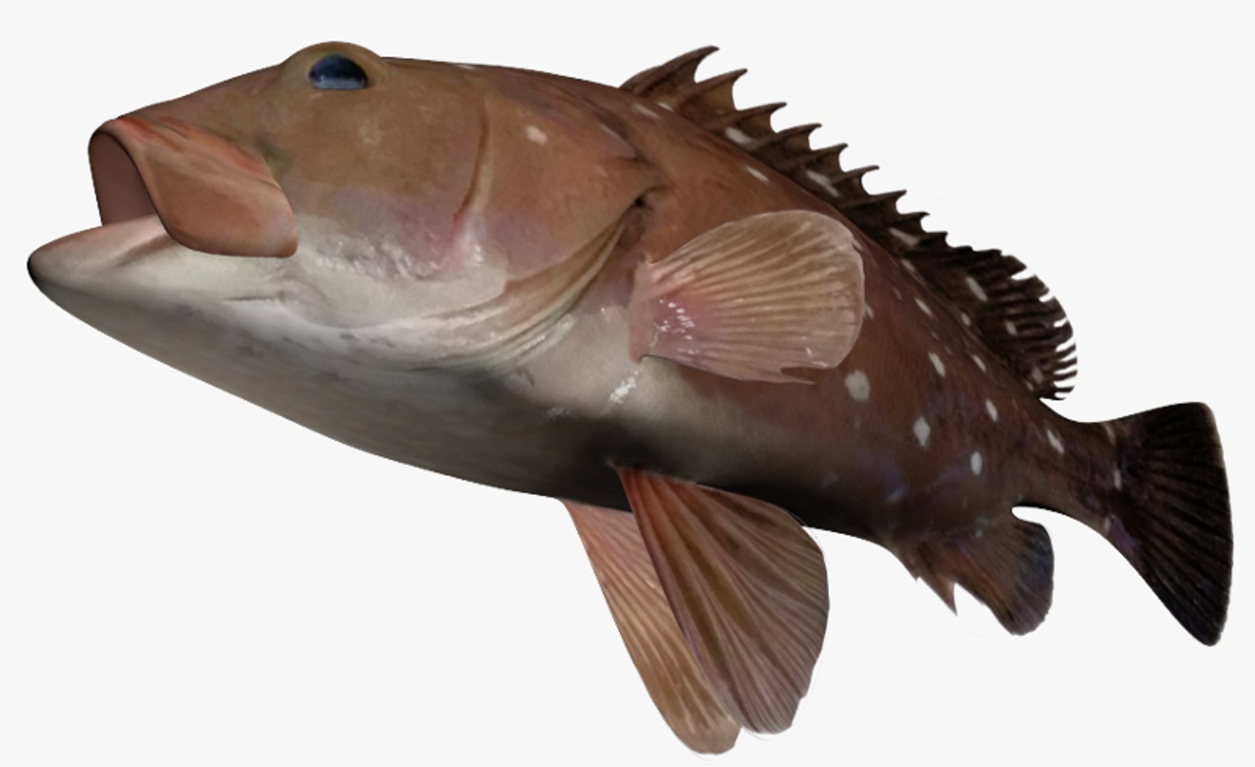 Ma Star Studded Grouper