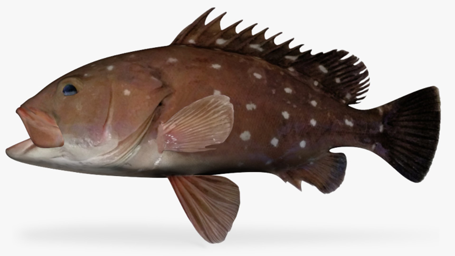 Ma Star Studded Grouper