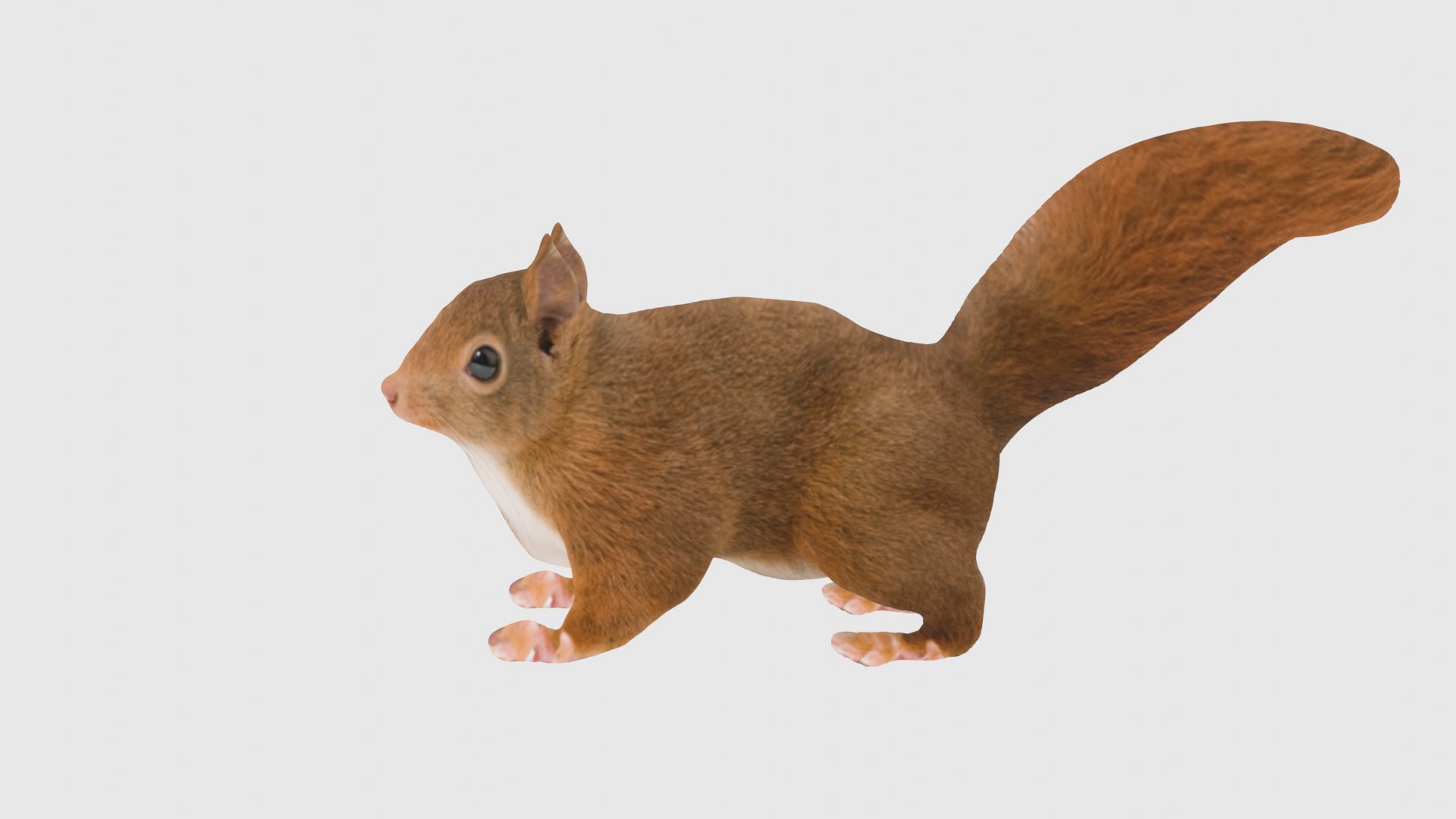 3D Low Poly Squirrel Rigged With Realistic Texture - TurboSquid 1876169