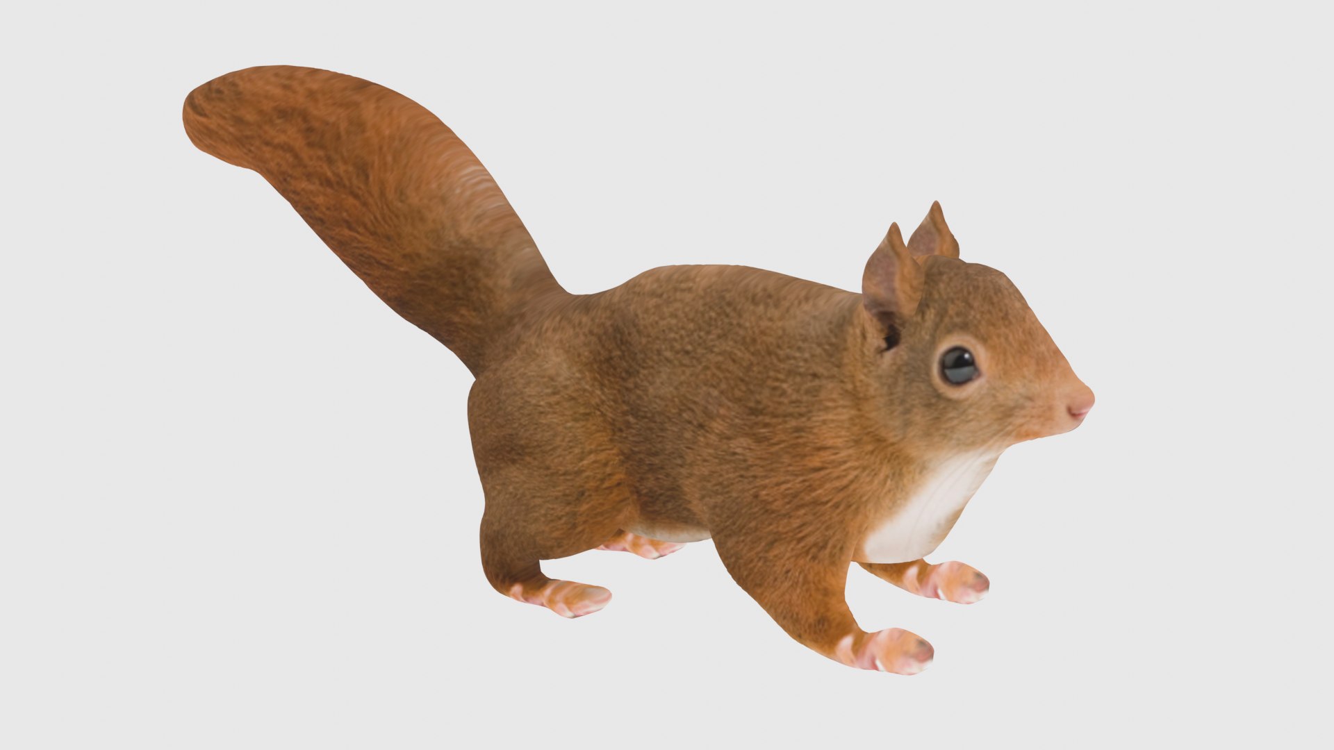 3D Low Poly Squirrel Rigged With Realistic Texture - TurboSquid 1876169