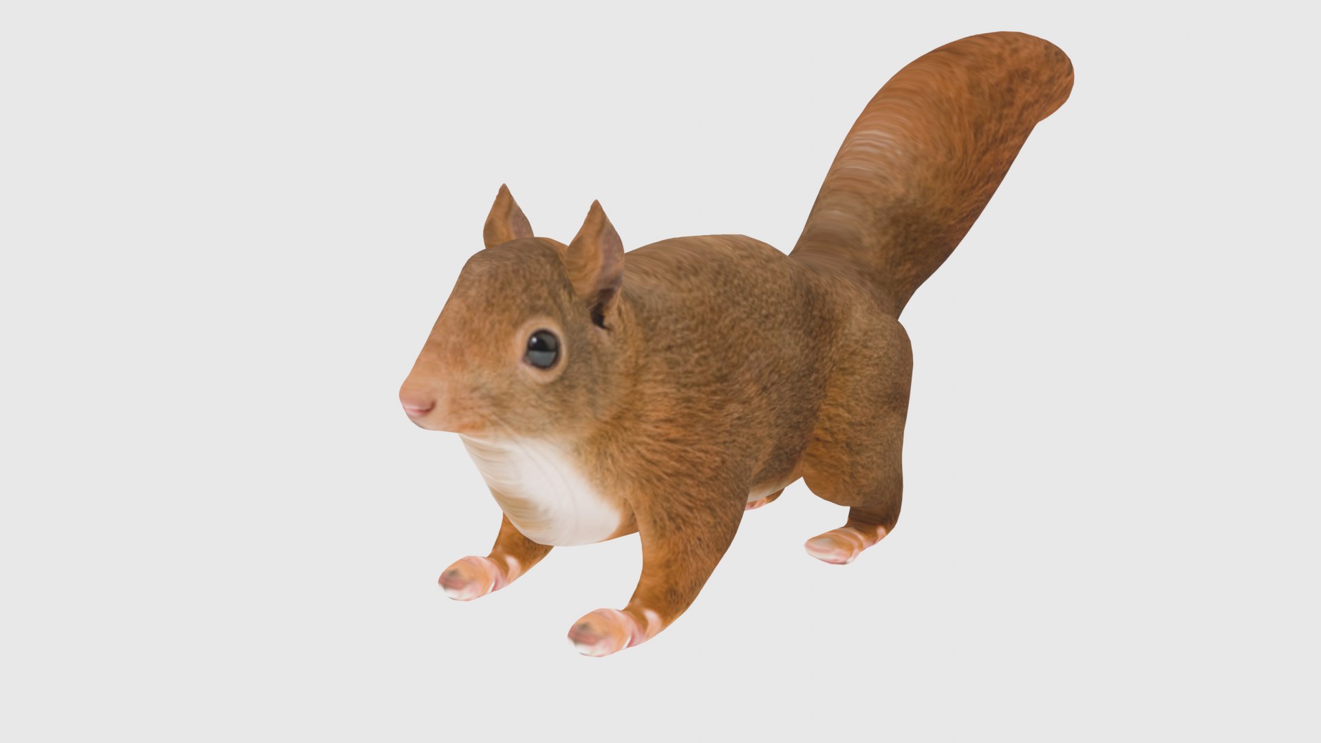3D Low Poly Squirrel Rigged With Realistic Texture - TurboSquid 1876169