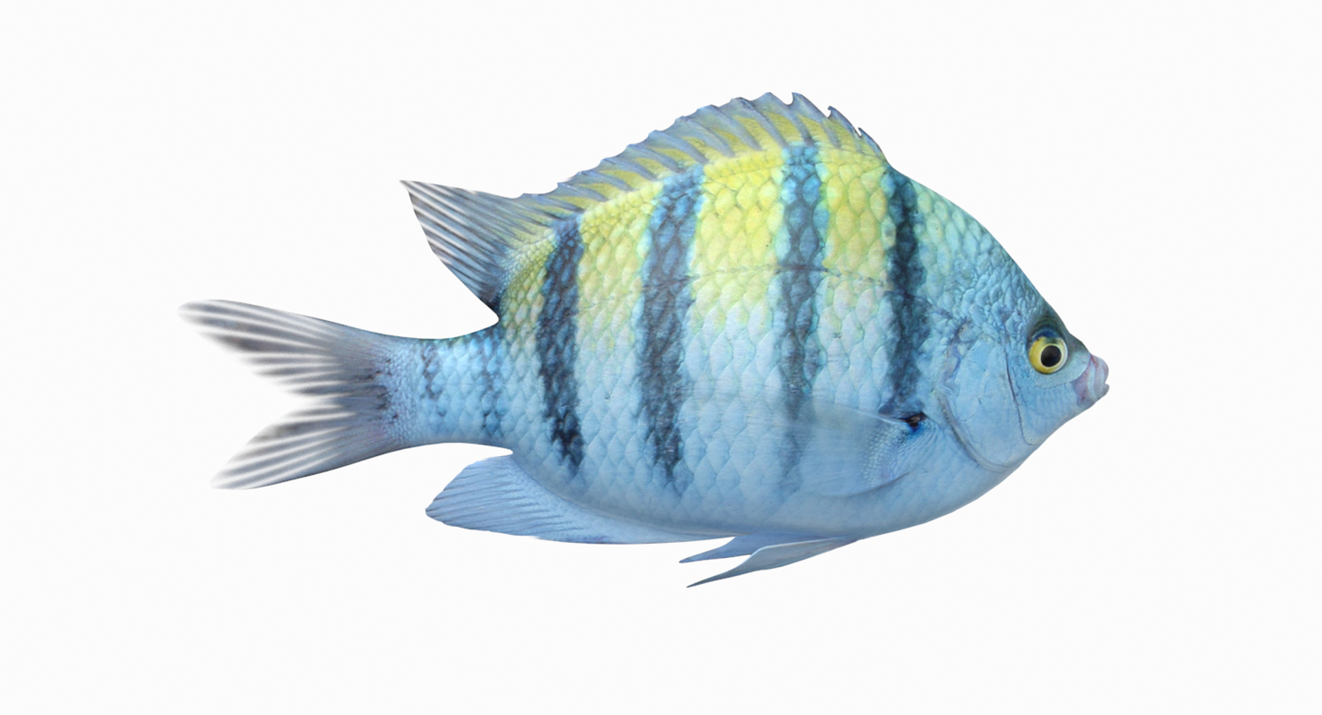 Damselfish Pbr Model - TurboSquid 1329777