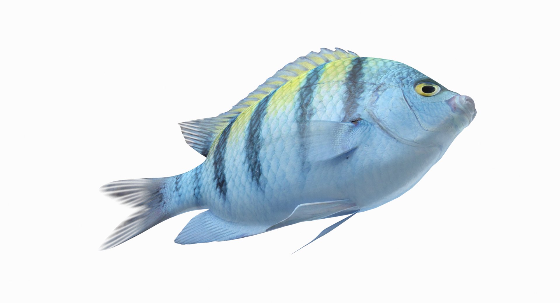 Damselfish Pbr Model - TurboSquid 1329777