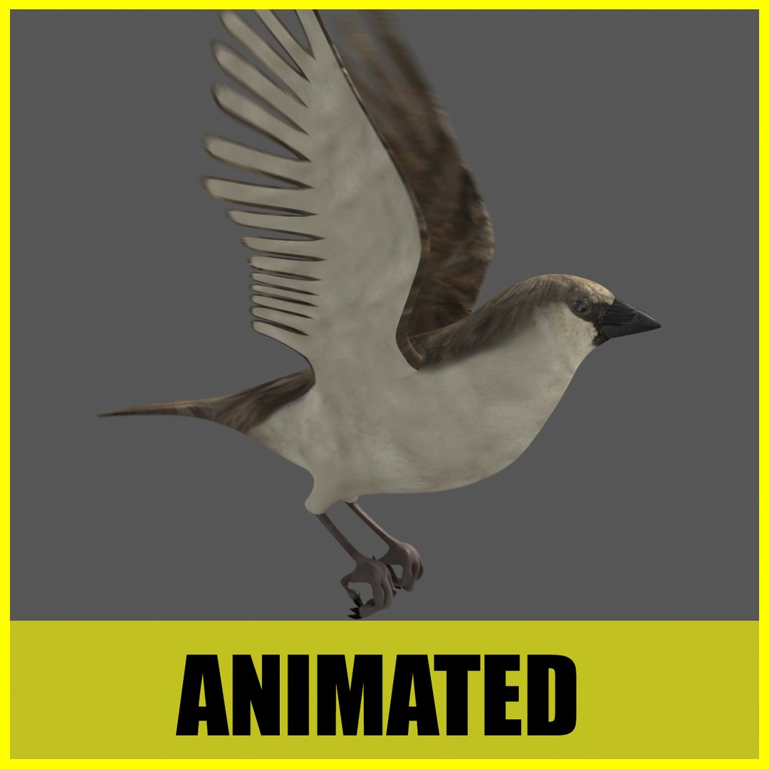 Max Sparrow Flying Animation