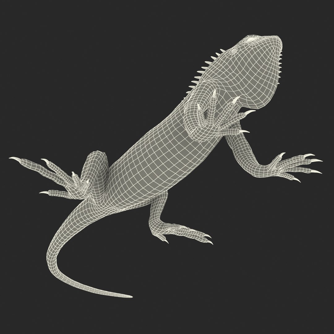 Green Iguana Pose 3 3d Model