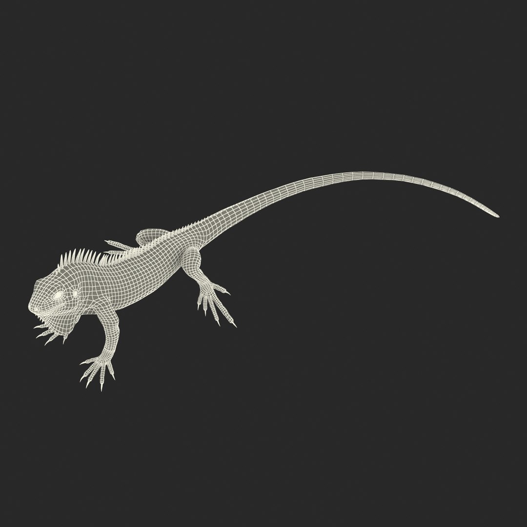 Green Iguana Pose 3 3d Model
