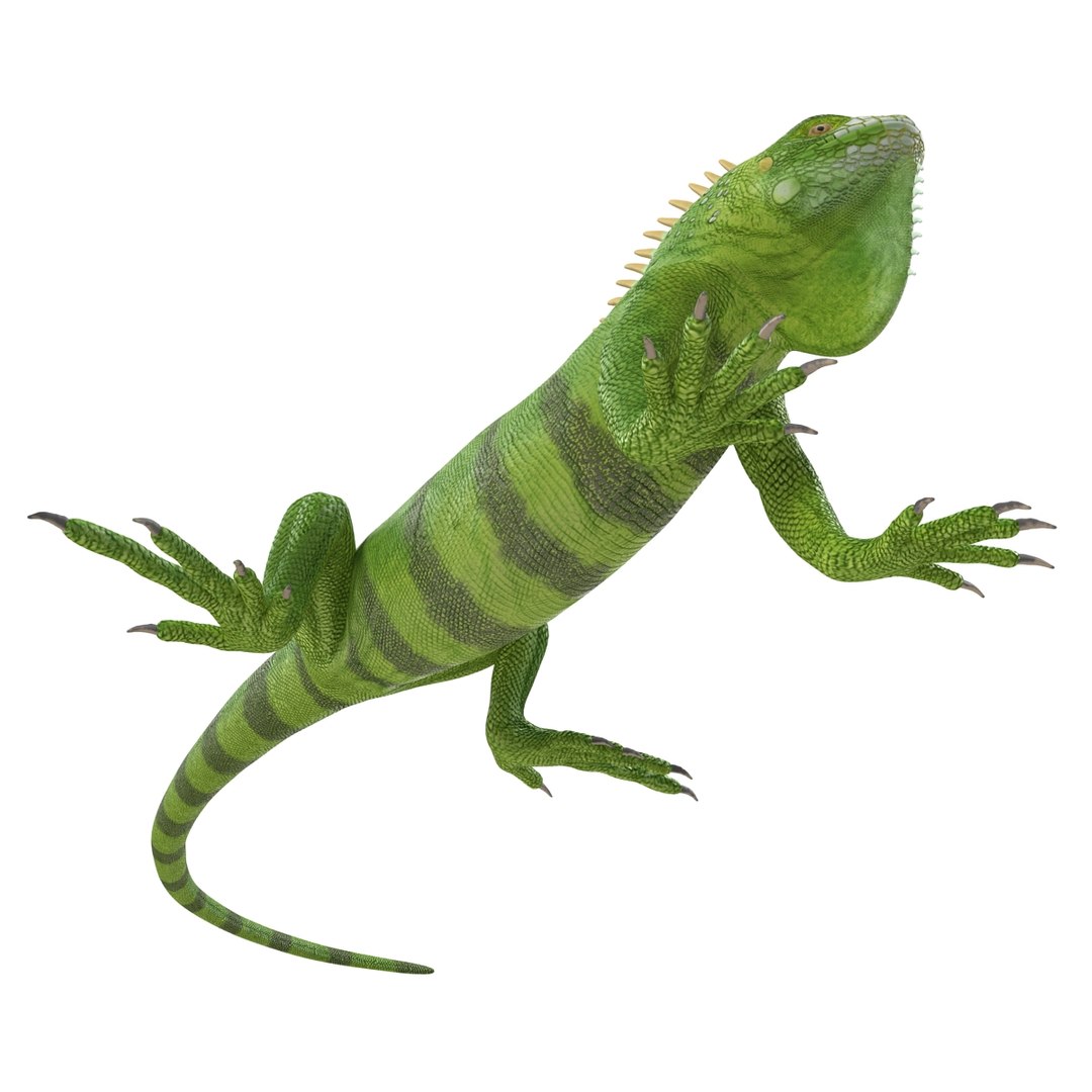 Green Iguana Pose 3 3d Model