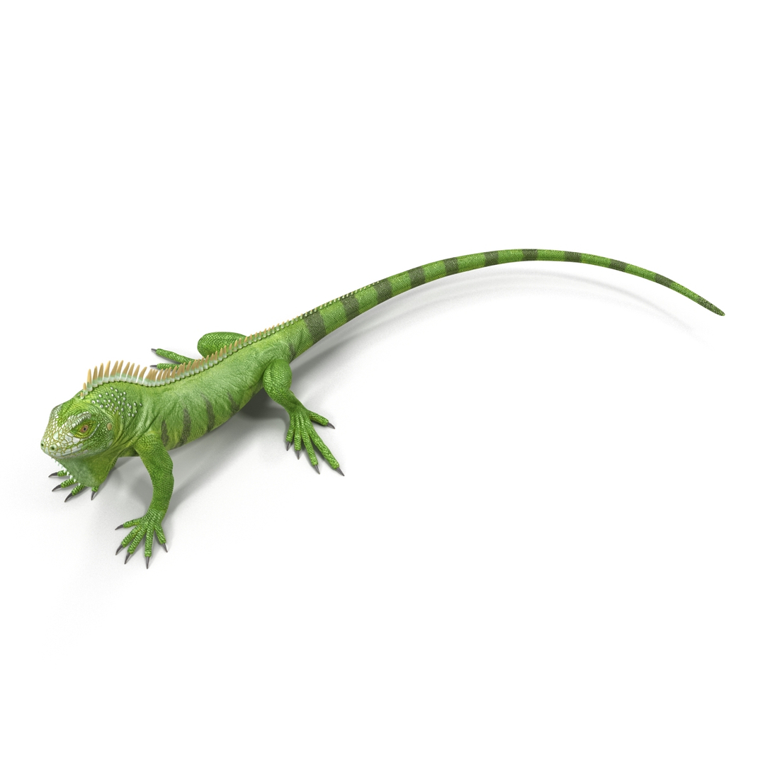 green iguana pose 3 3d model