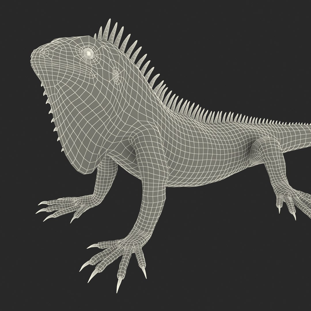 Green Iguana Pose 3 3d Model