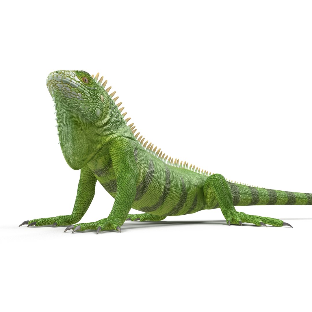 Green Iguana Pose 3 3d Model