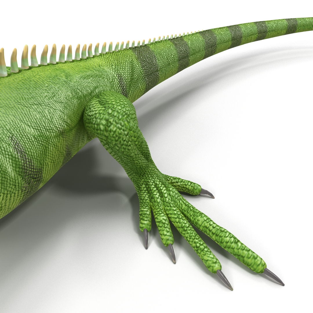 green iguana pose 3 3d model