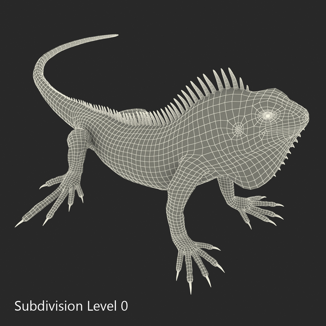 green iguana pose 3 3d model