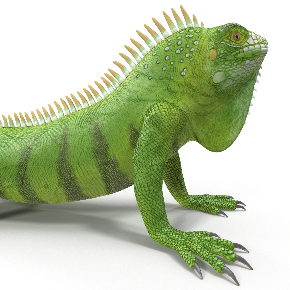 green iguana pose 3 3d model