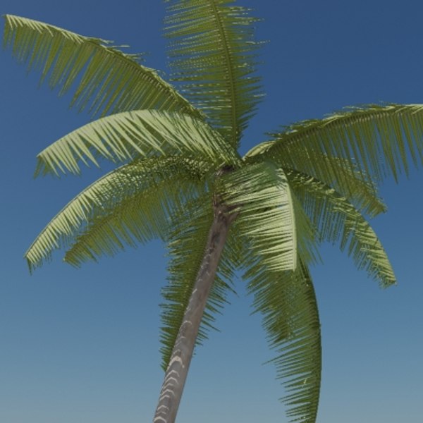 palm tree animation max free