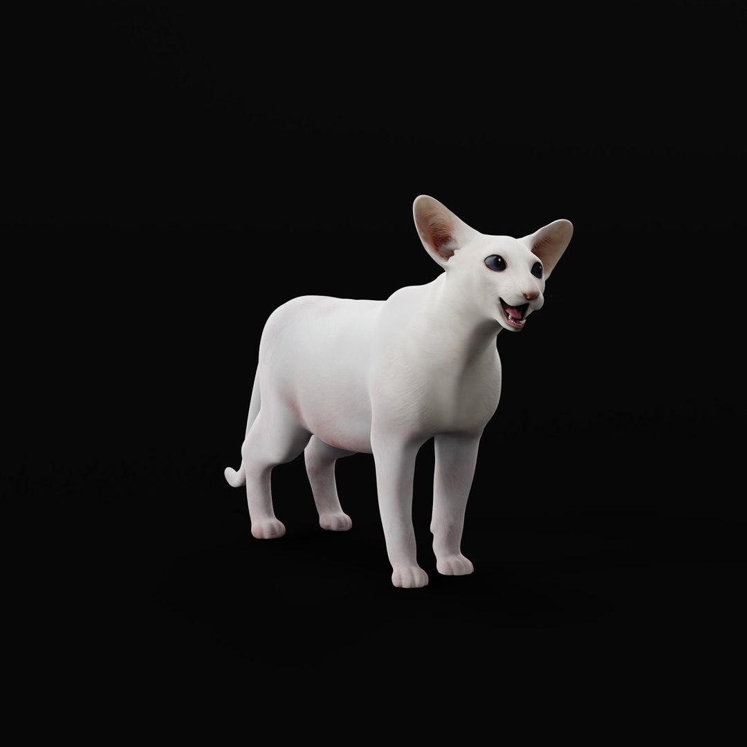 3D Oriental Longhair Cat - TurboSquid 2259710