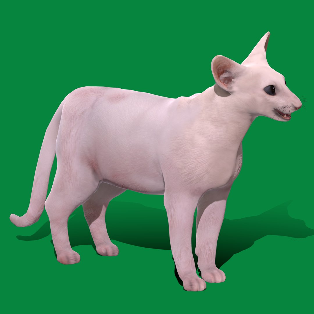 3D Oriental Longhair Cat - TurboSquid 2259710