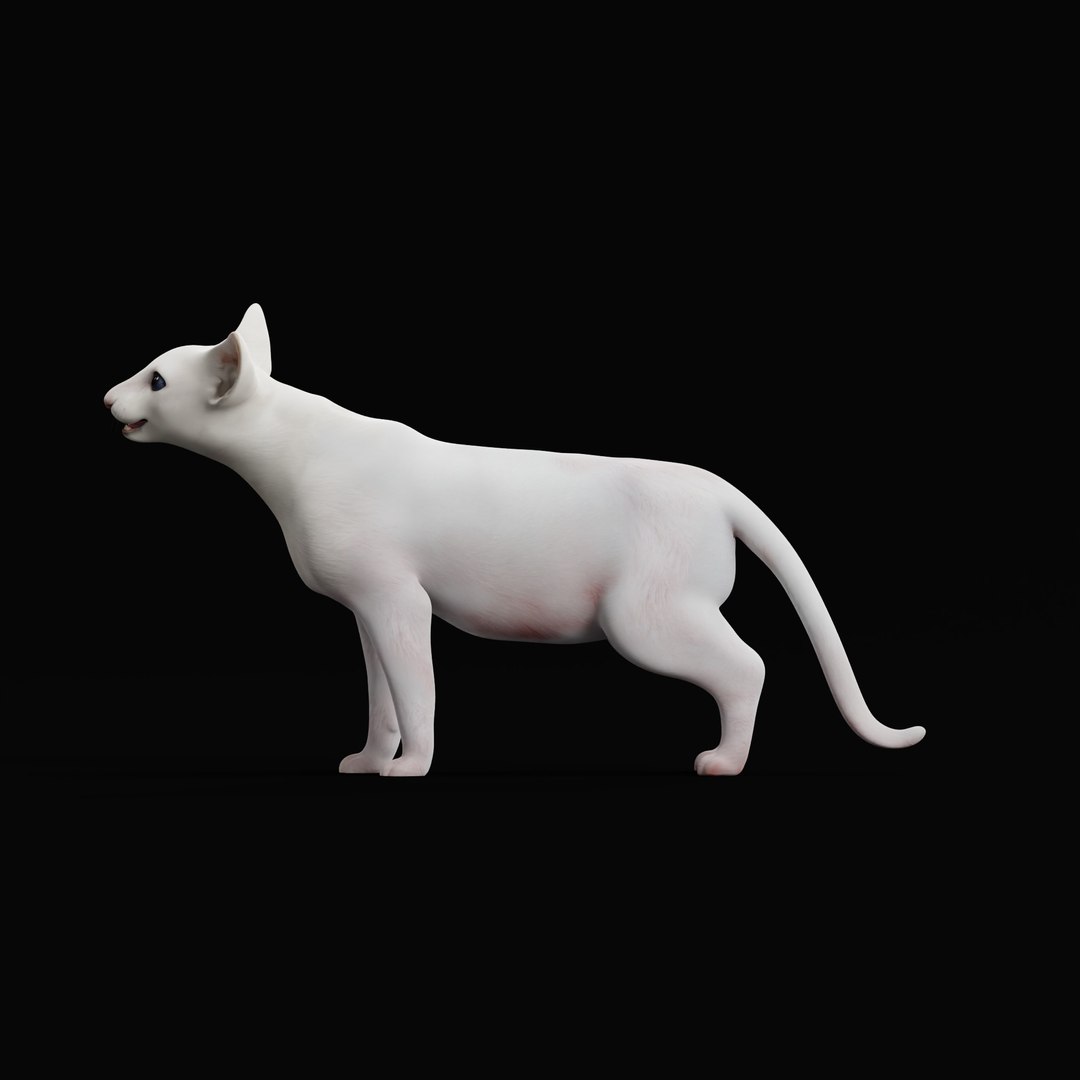 3D Oriental Longhair Cat - TurboSquid 2259710
