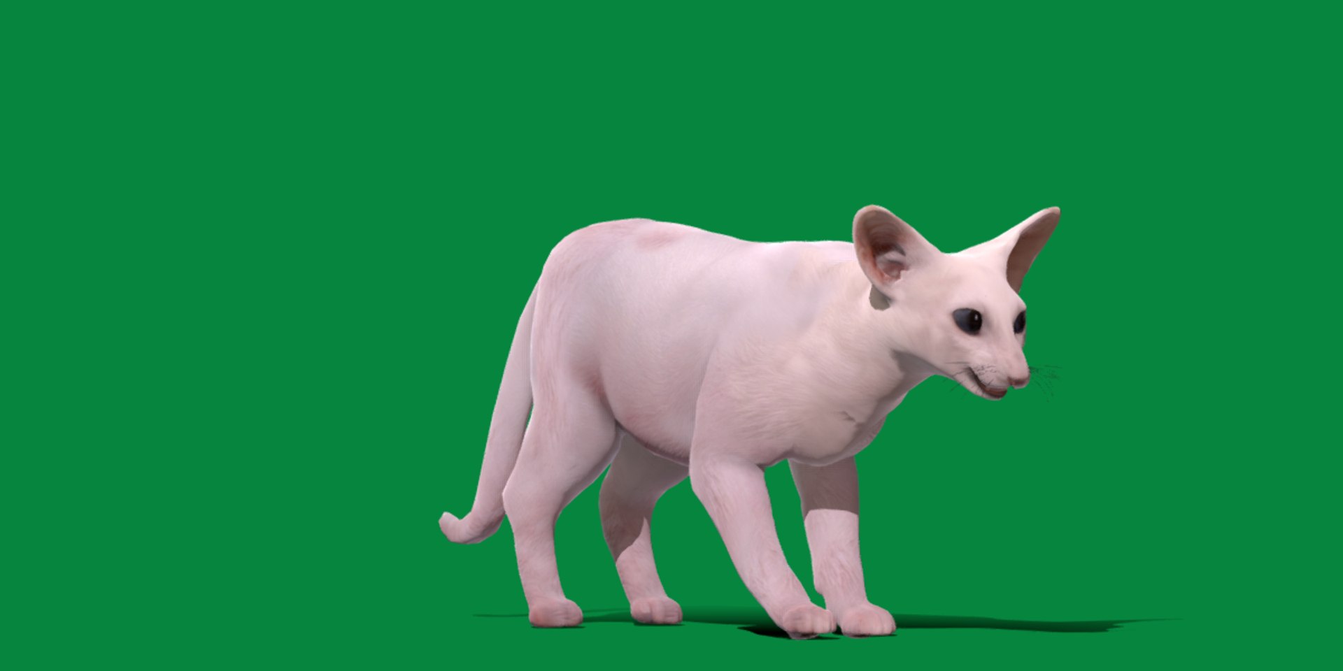 3D Oriental Longhair Cat - TurboSquid 2259710