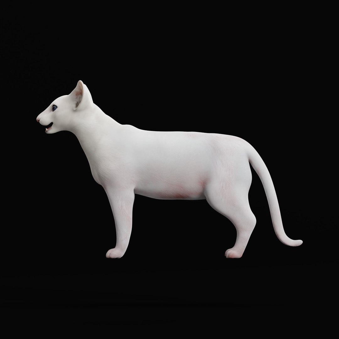 3D Oriental Longhair Cat - TurboSquid 2259710