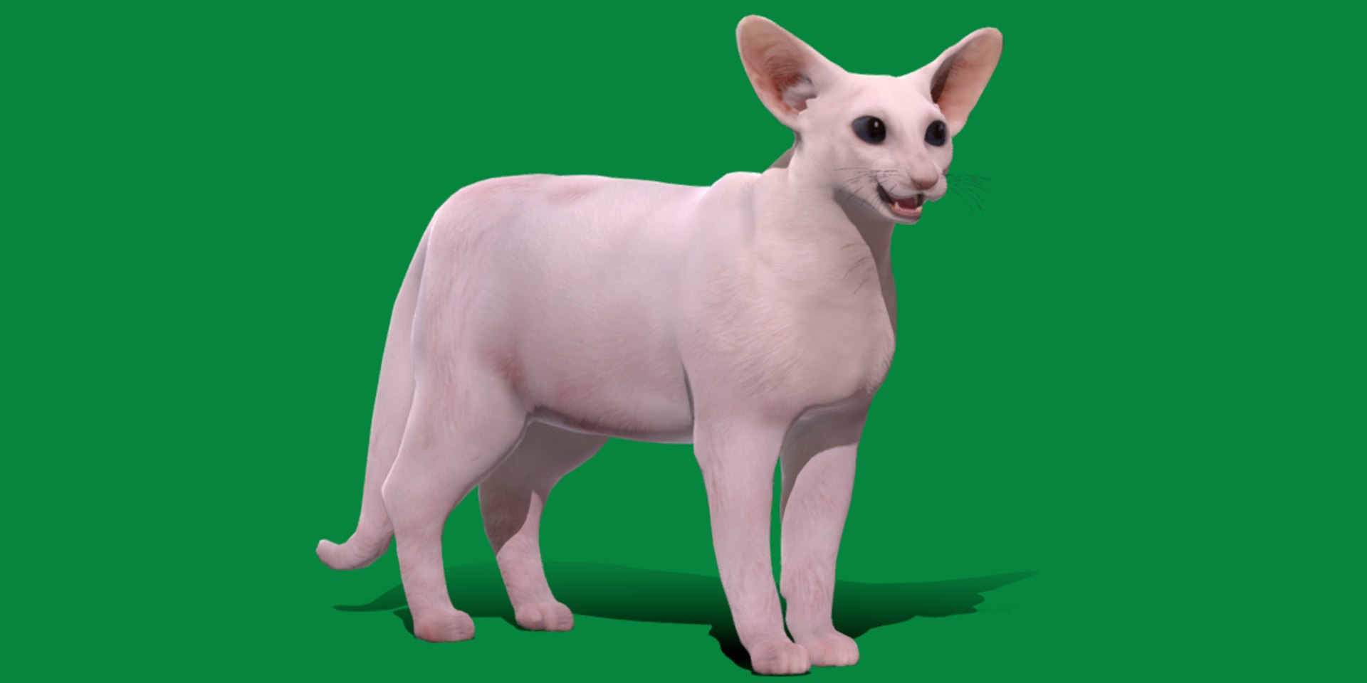 3D Oriental Longhair Cat - TurboSquid 2259710