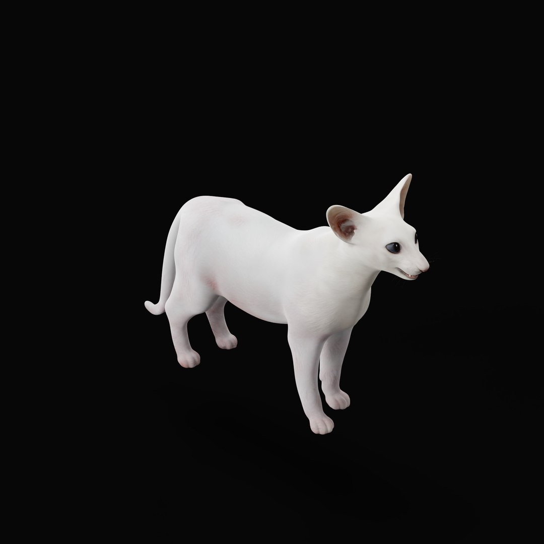 3D Oriental Longhair Cat - TurboSquid 2259710
