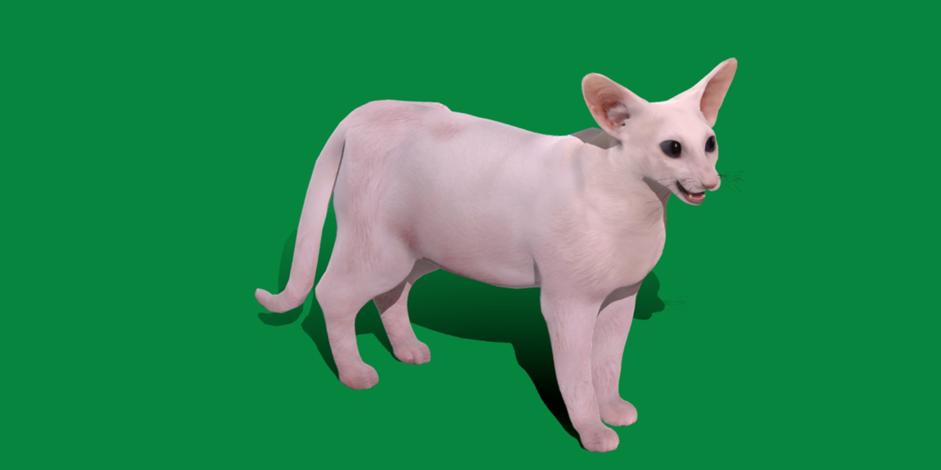 3D Oriental Longhair Cat - TurboSquid 2259710