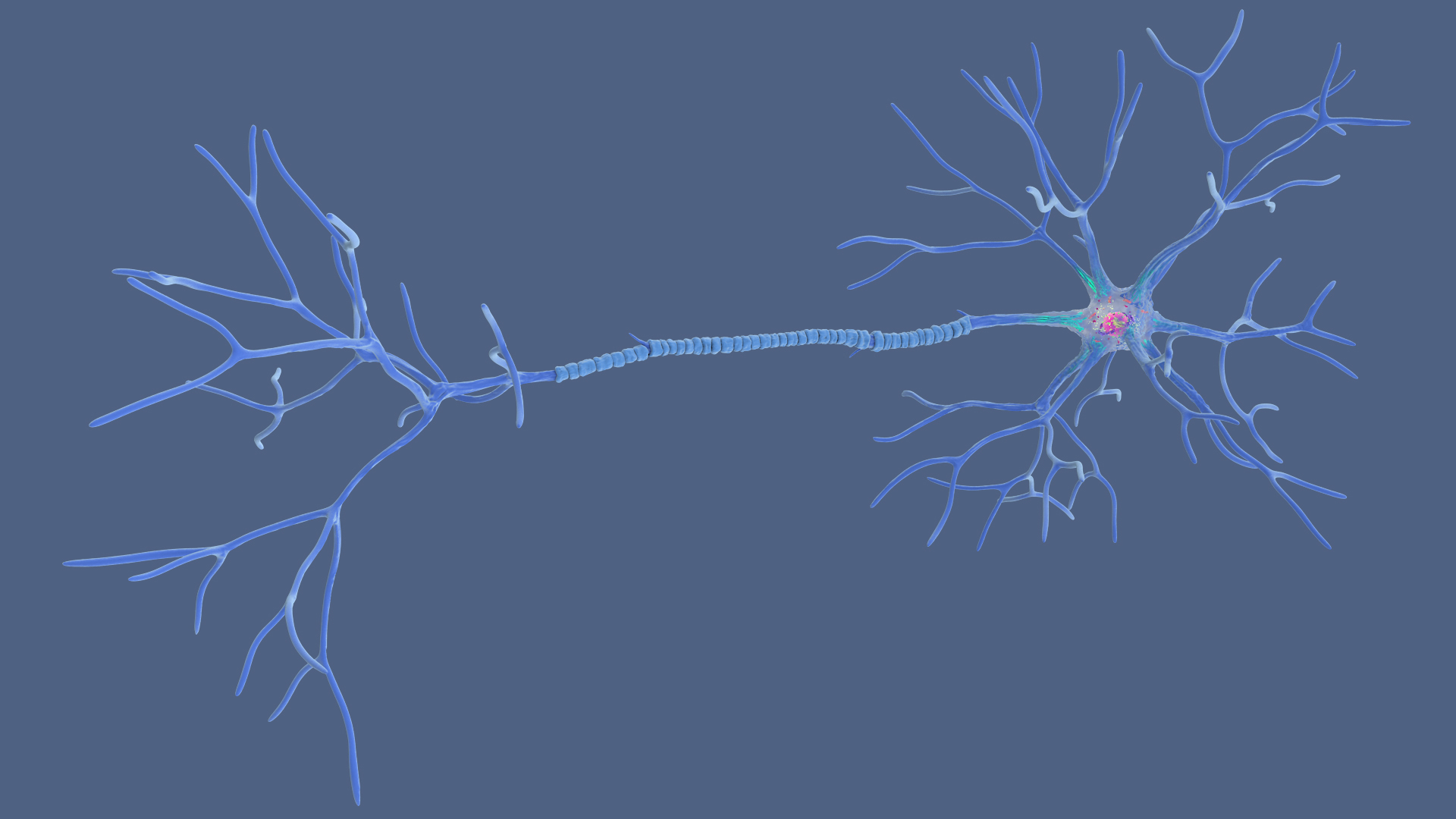 Multipolar Neuron Structure 3D Model - TurboSquid 2310930