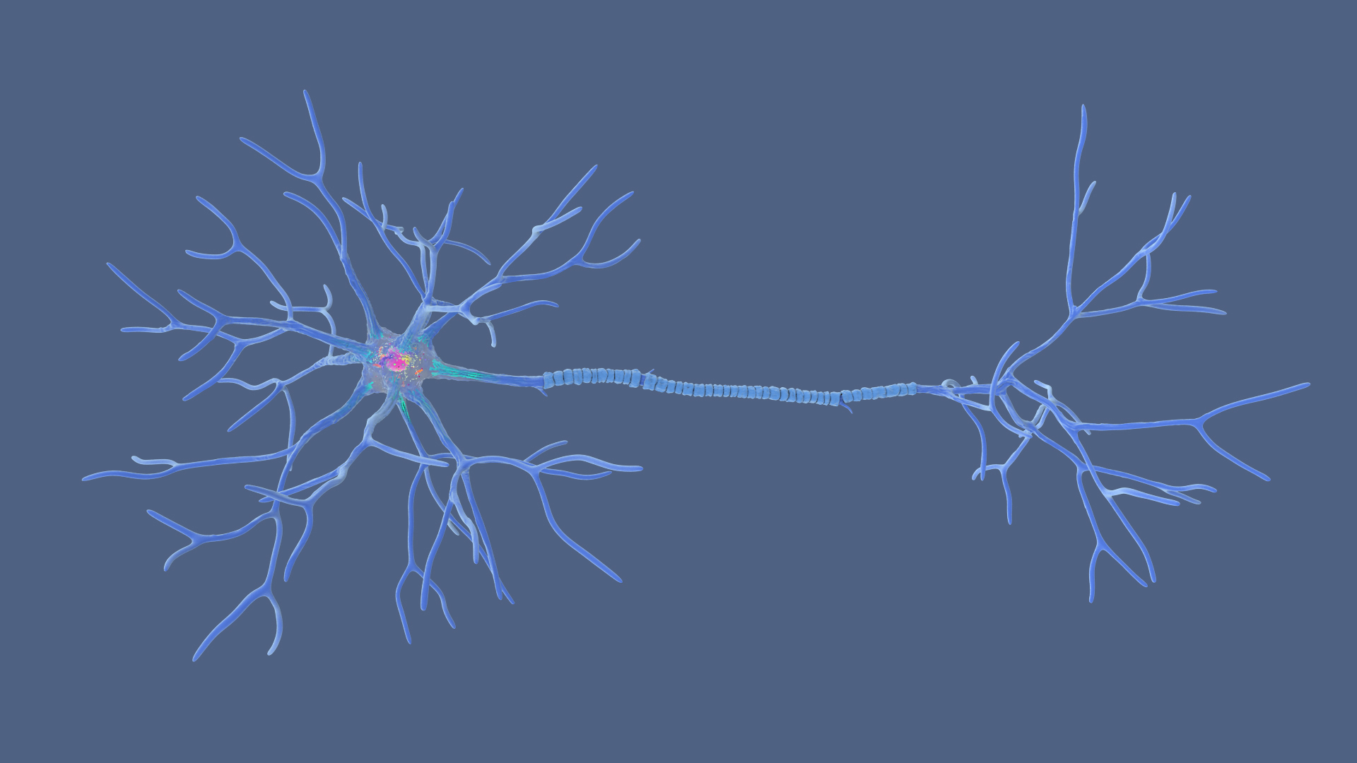 Multipolar Neuron Structure 3D Model - TurboSquid 2310930
