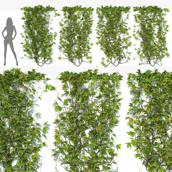 modelo 3d Wall with Ivy H-200 - TurboSquid 2061576