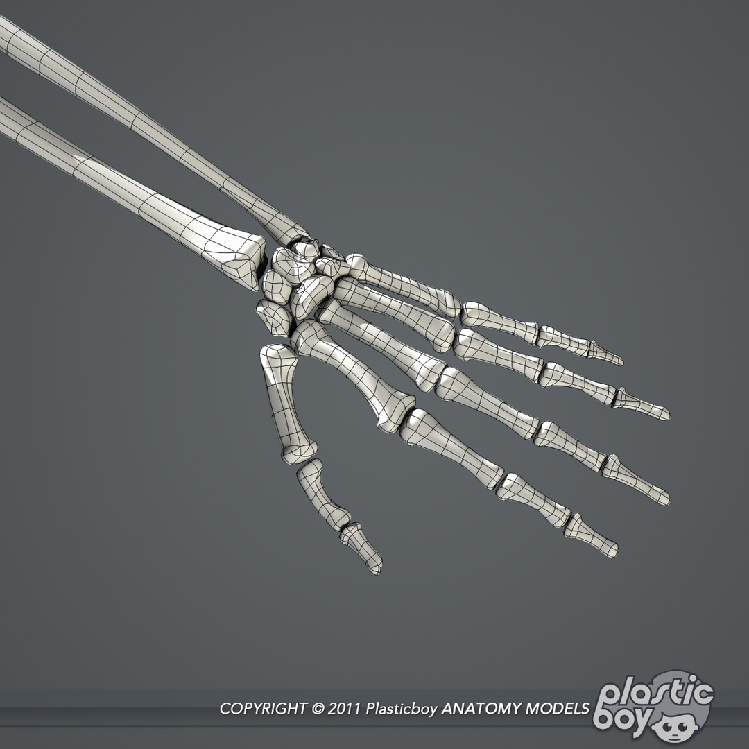 human male skeletal body fbx
